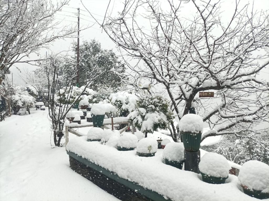 Snowfall - Thenestcottages